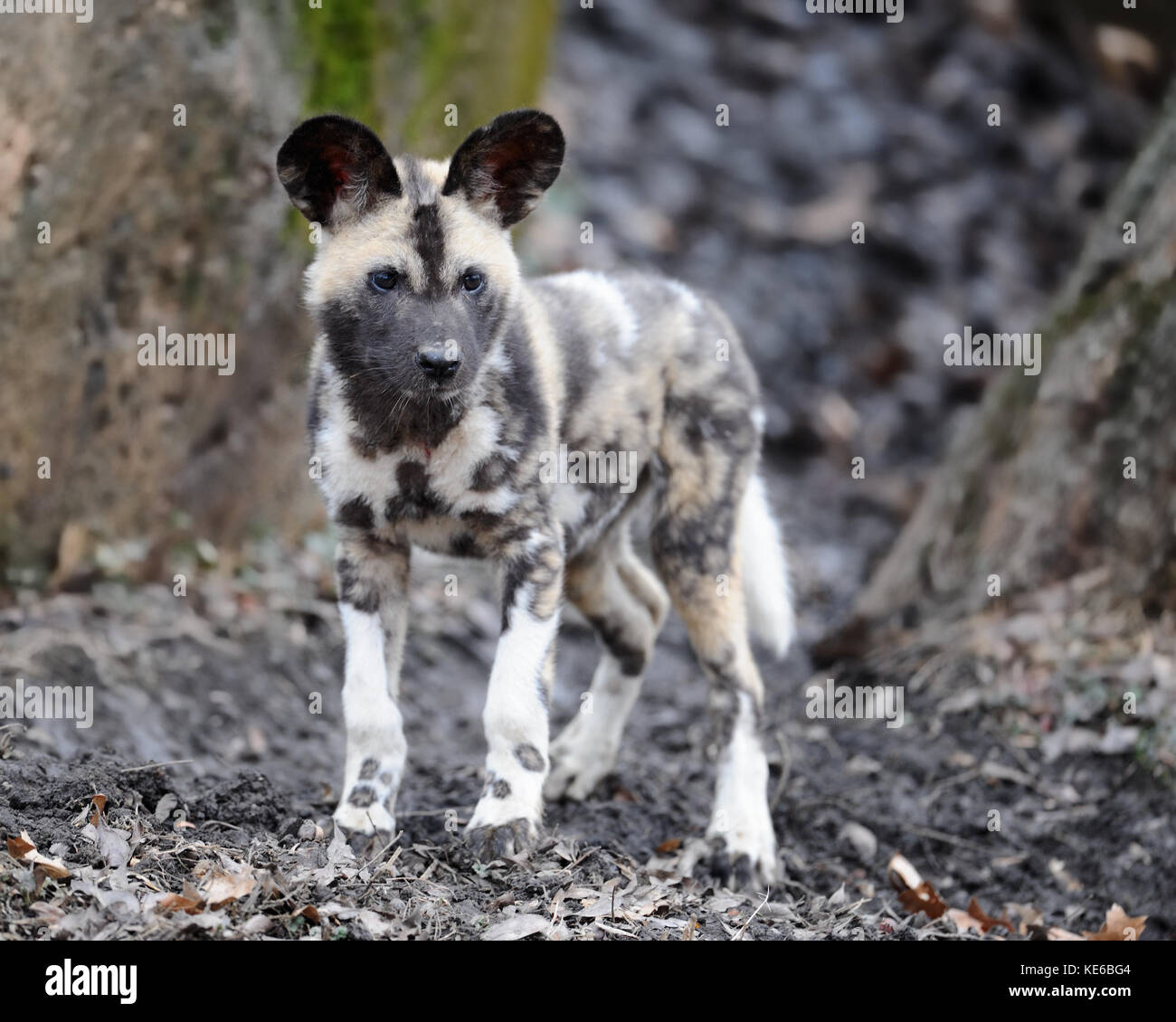 African wild dog baby hi-res stock photography and images - Alamy