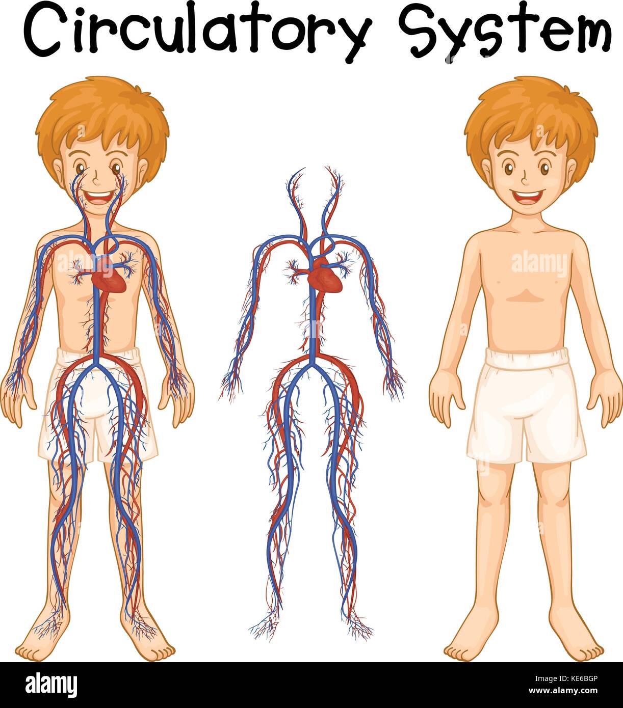 Boy with circulatory system illustration Stock Vector Image & Art - Alamy