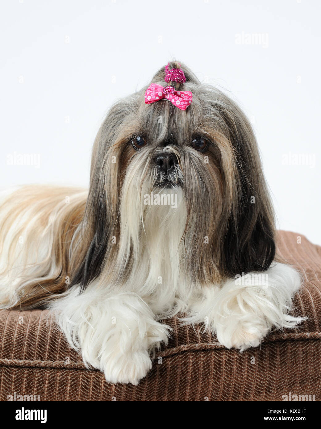 Female Shih Tzu dog on brown pillow Stock Photo - Alamy