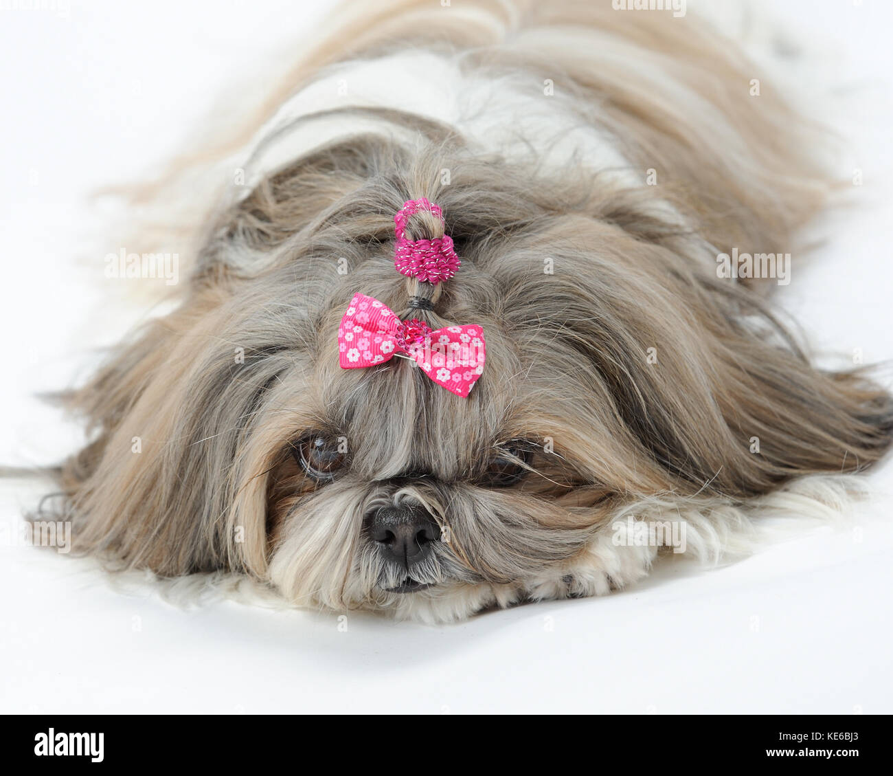 Female Shih Tzu puppy Stock Photo - Alamy
