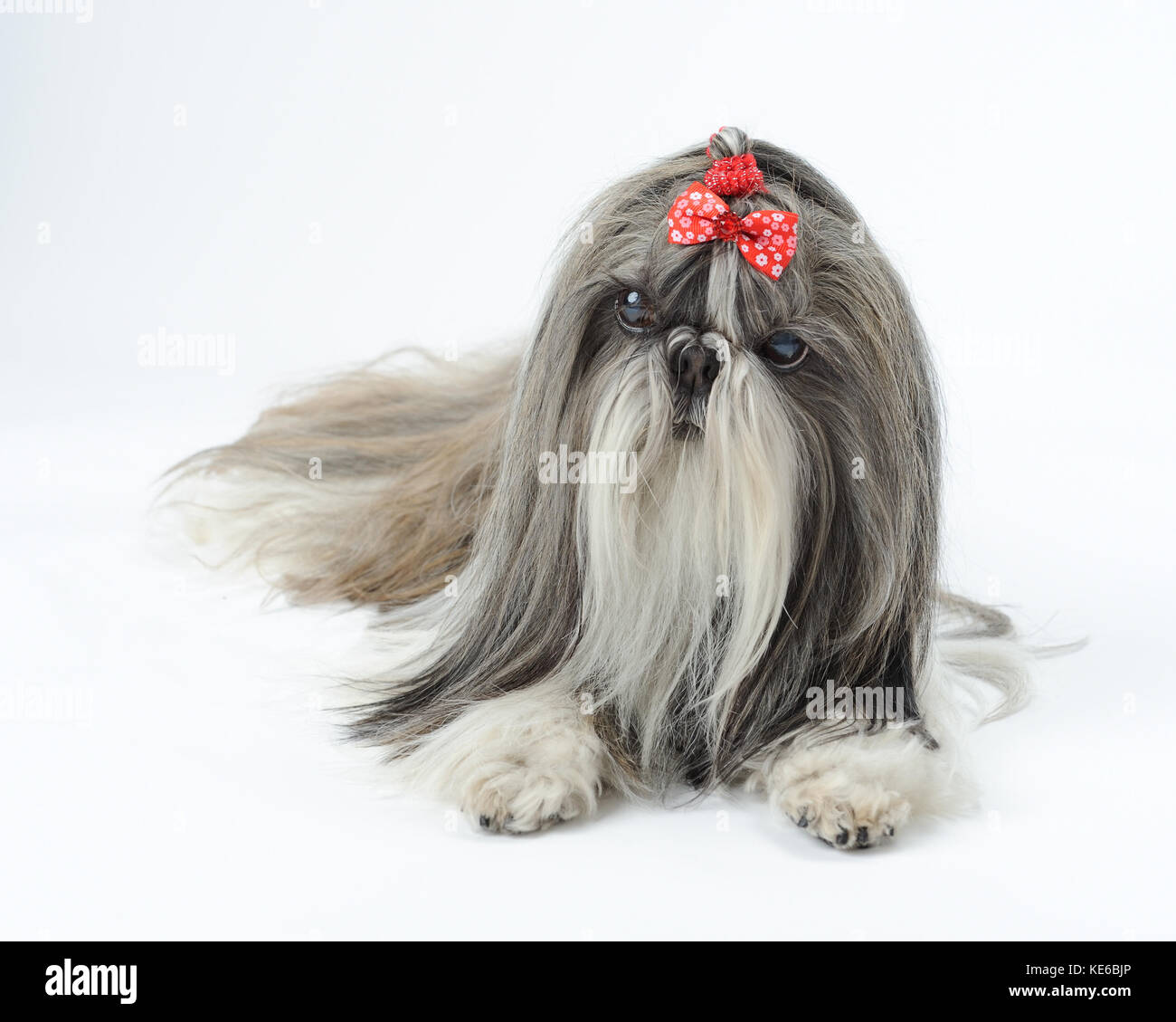 Female Shih Tzu dog Stock Photo - Alamy