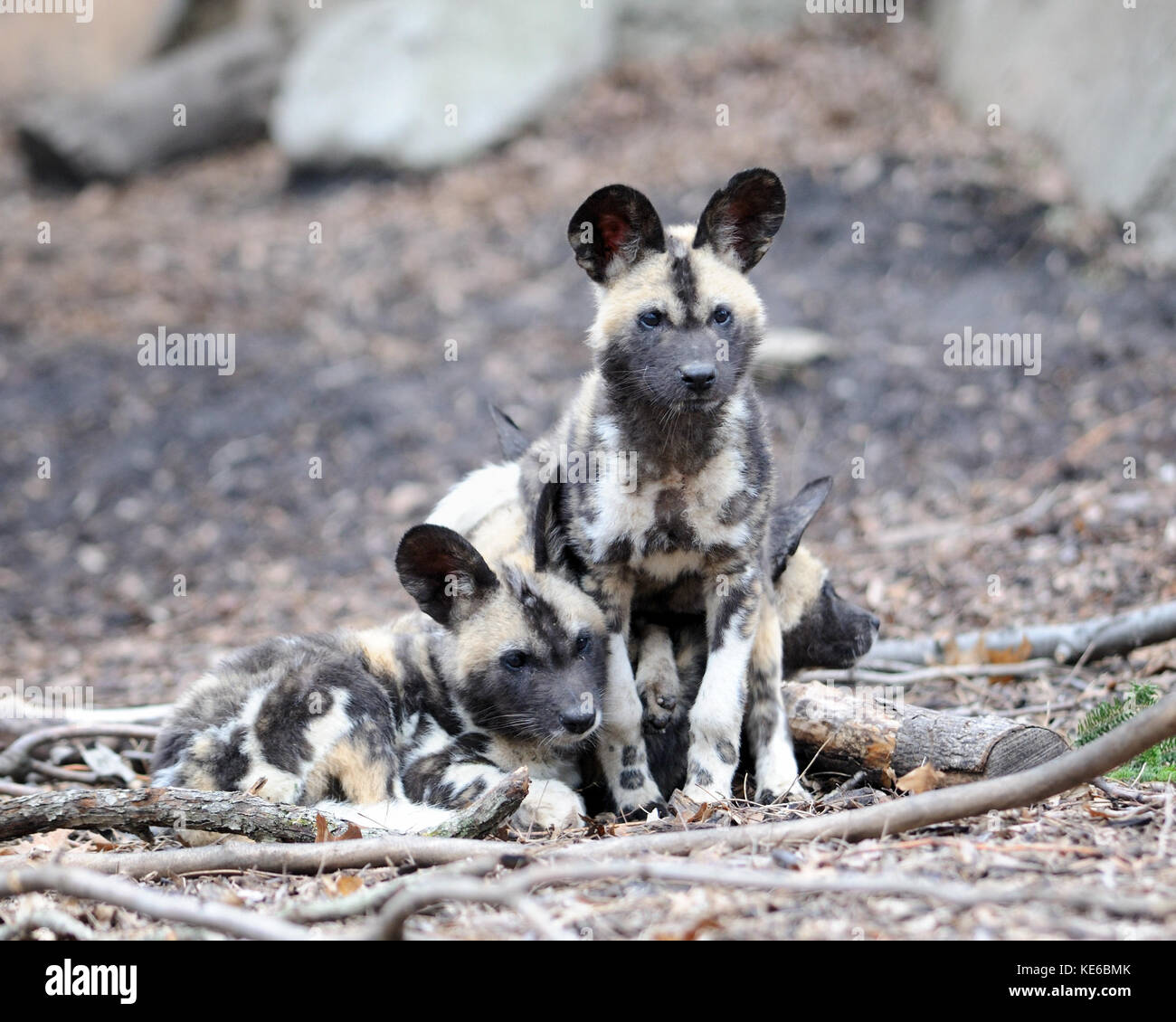 African wild dogs (Lycaon pictus) pups Stock Photo - Alamy