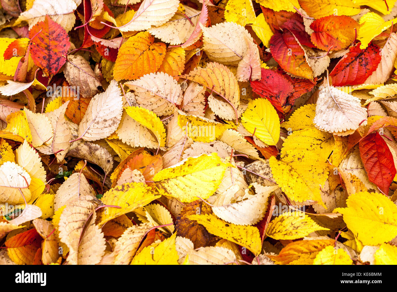 Fall leaves ground cover hi-res stock photography and images - Alamy