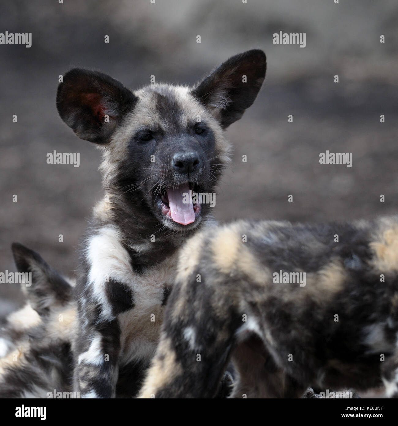 Lycaon pictus sitting hi-res stock photography and images - Alamy