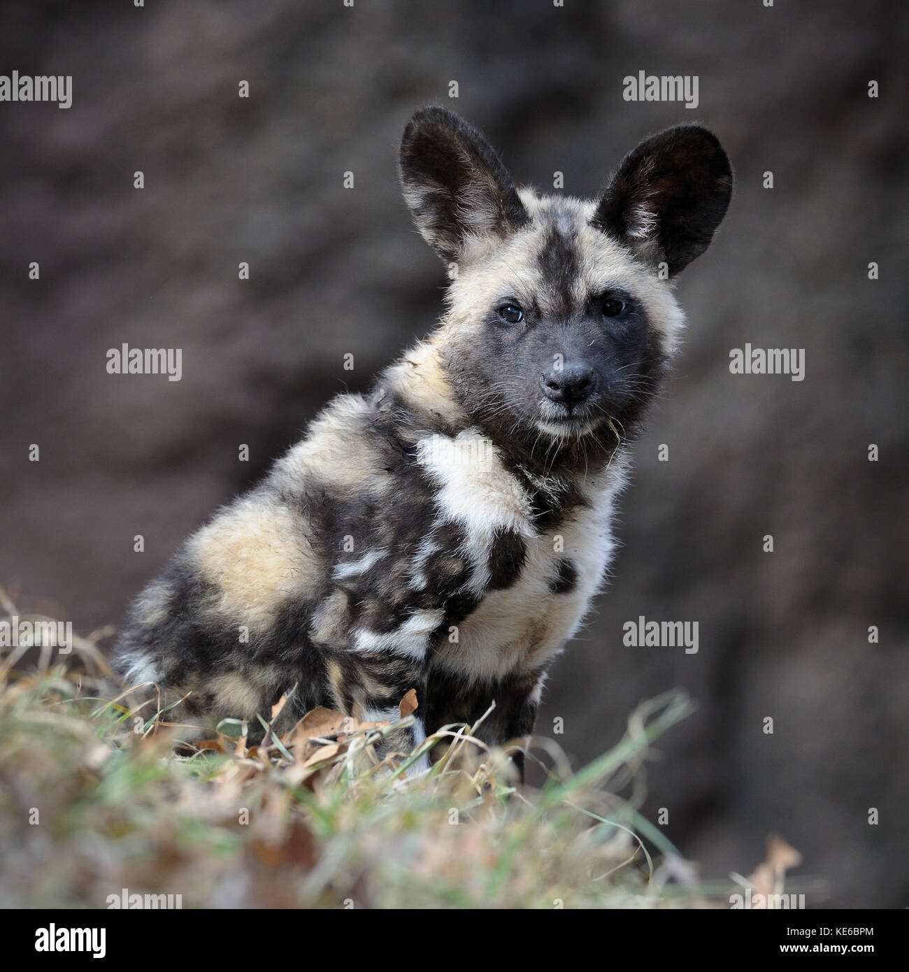 Baby Wild Dog Wild Dog Africa Babies Hi Res Stock Photography And