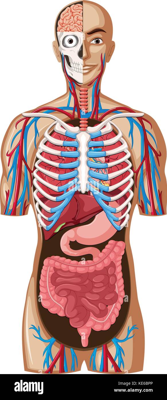 Human anatomy with different systems illustration Stock Vector Image ...