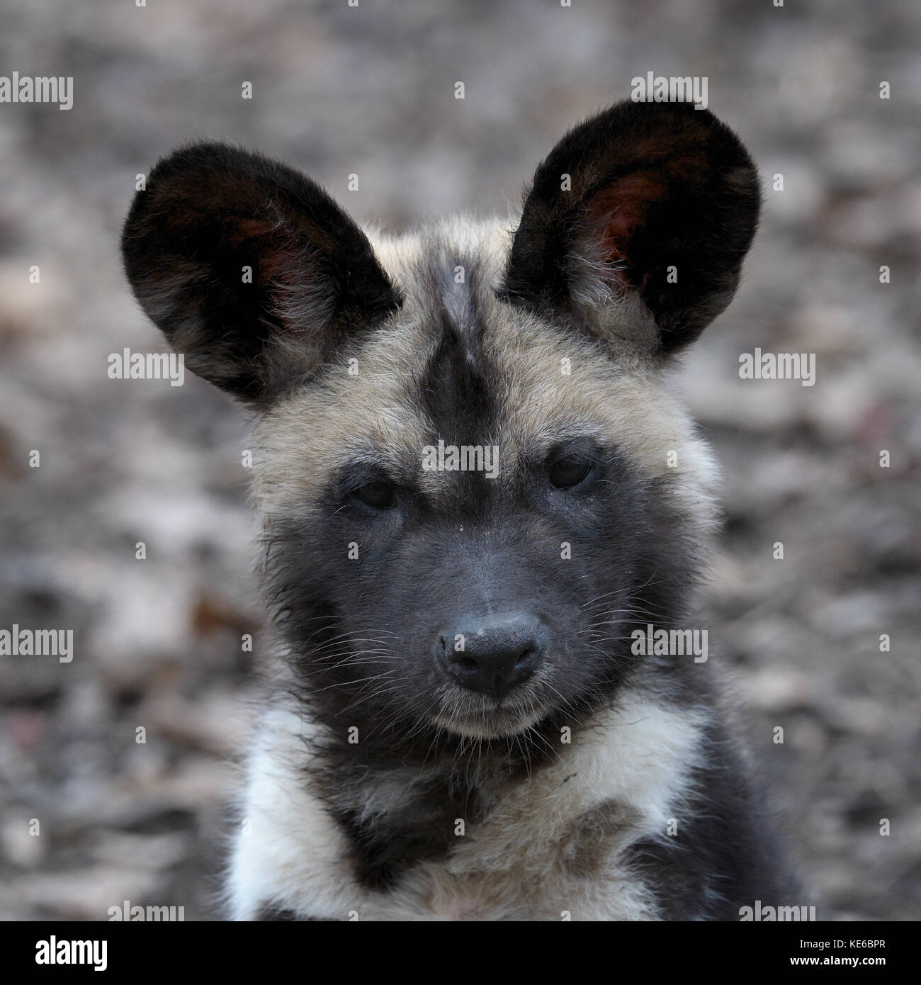 African wild dog (Lycaon pictus) pup Stock Photo - Alamy
