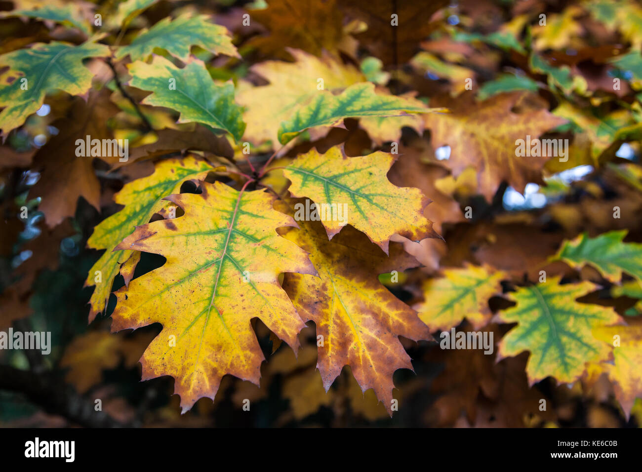 A group of oak leaves in beautiful fall colors of red, orange, yellow ...