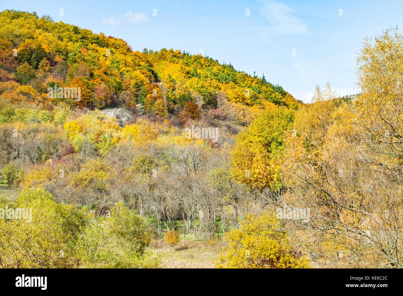 Picture of a colourful forest autumn, in Romania Stock Photo - Alamy
