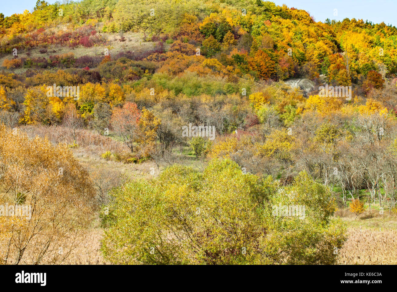 Picture of a colourful forest autumn, in Romania Stock Photo - Alamy