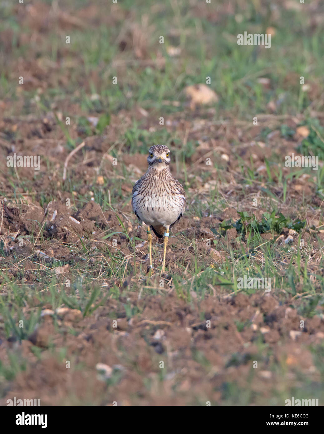 Stone curlew breckland hi-res stock photography and images - Alamy