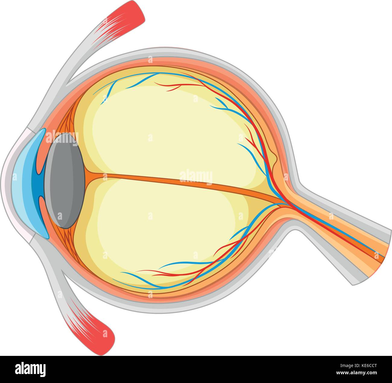 Human eye with disease illustration Stock Vector Image & Art - Alamy