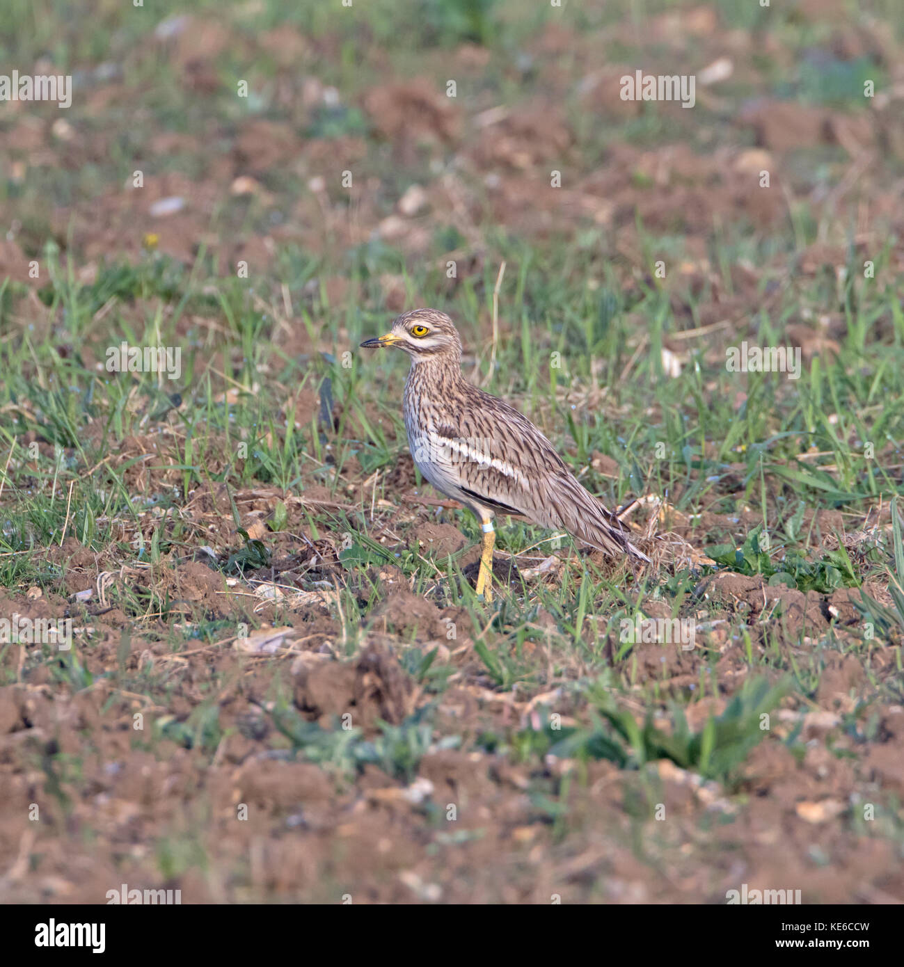 Stone curlew breckland hi-res stock photography and images - Alamy