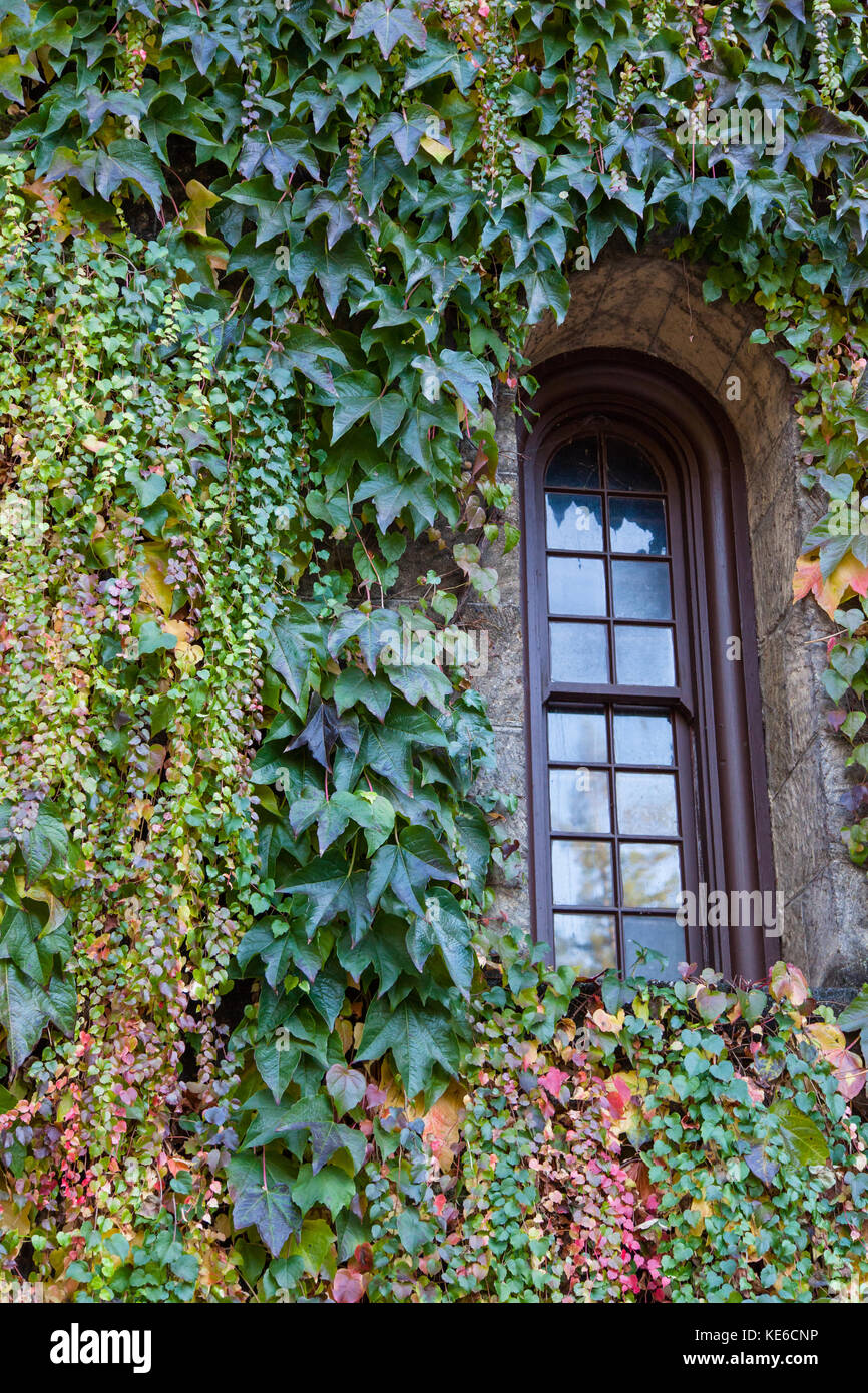 A narrow window recessed in a brick wall surrounded by ivy of various ...