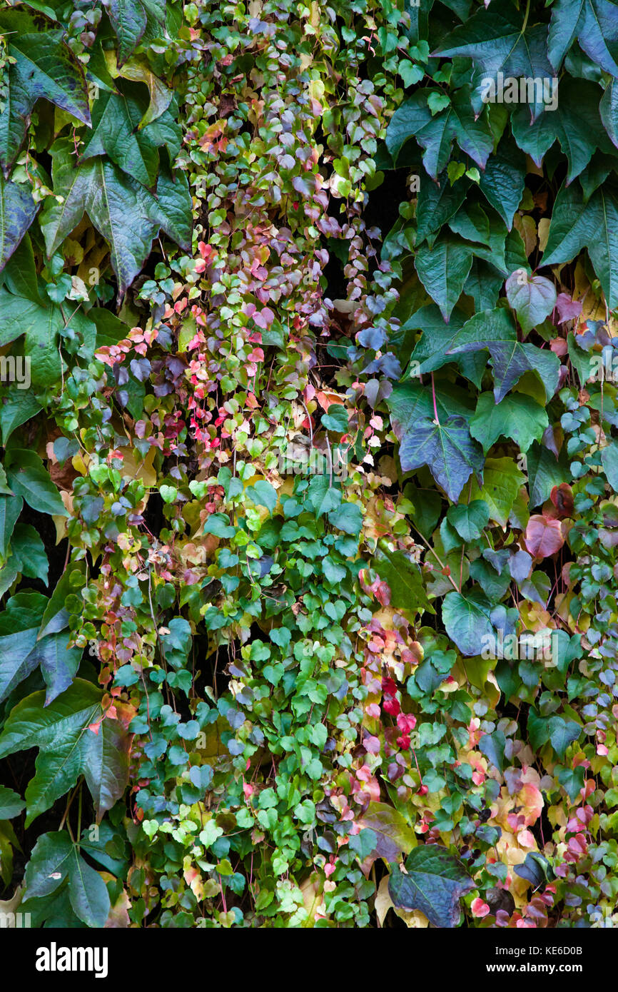 Long trails of fall ivy hanging on a wall displaying bright colors in ...