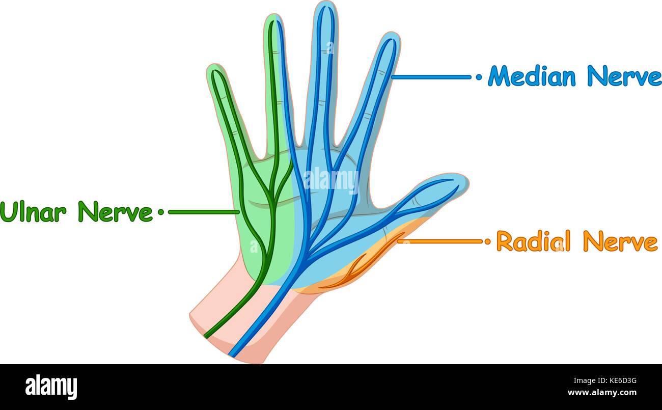 Diagram showing hand nerve illustration Stock Vector Image & Art - Alamy