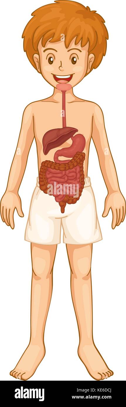 Digestive system diagram kid hi-res stock photography and images - Alamy