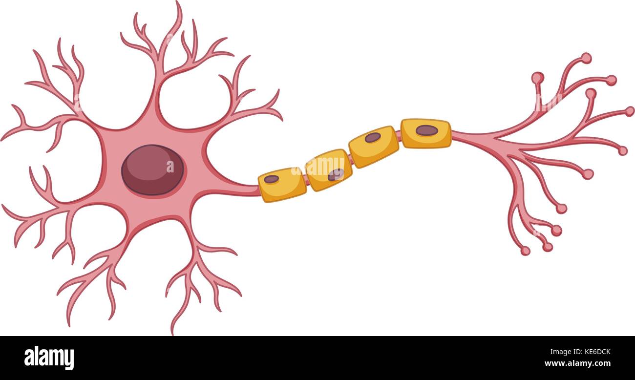 Stem cell diagram on white background illustration Stock Vector Image ...