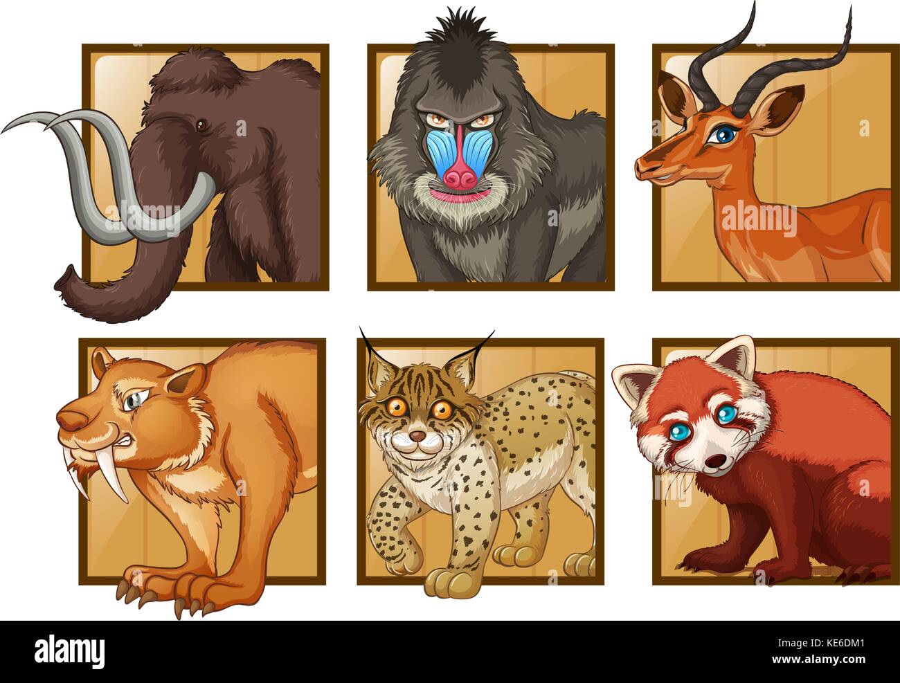 Wild animals on square frame illustration Stock Vector Image & Art - Alamy