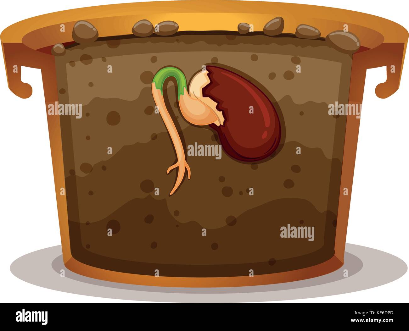 Clipart Seed To Plant