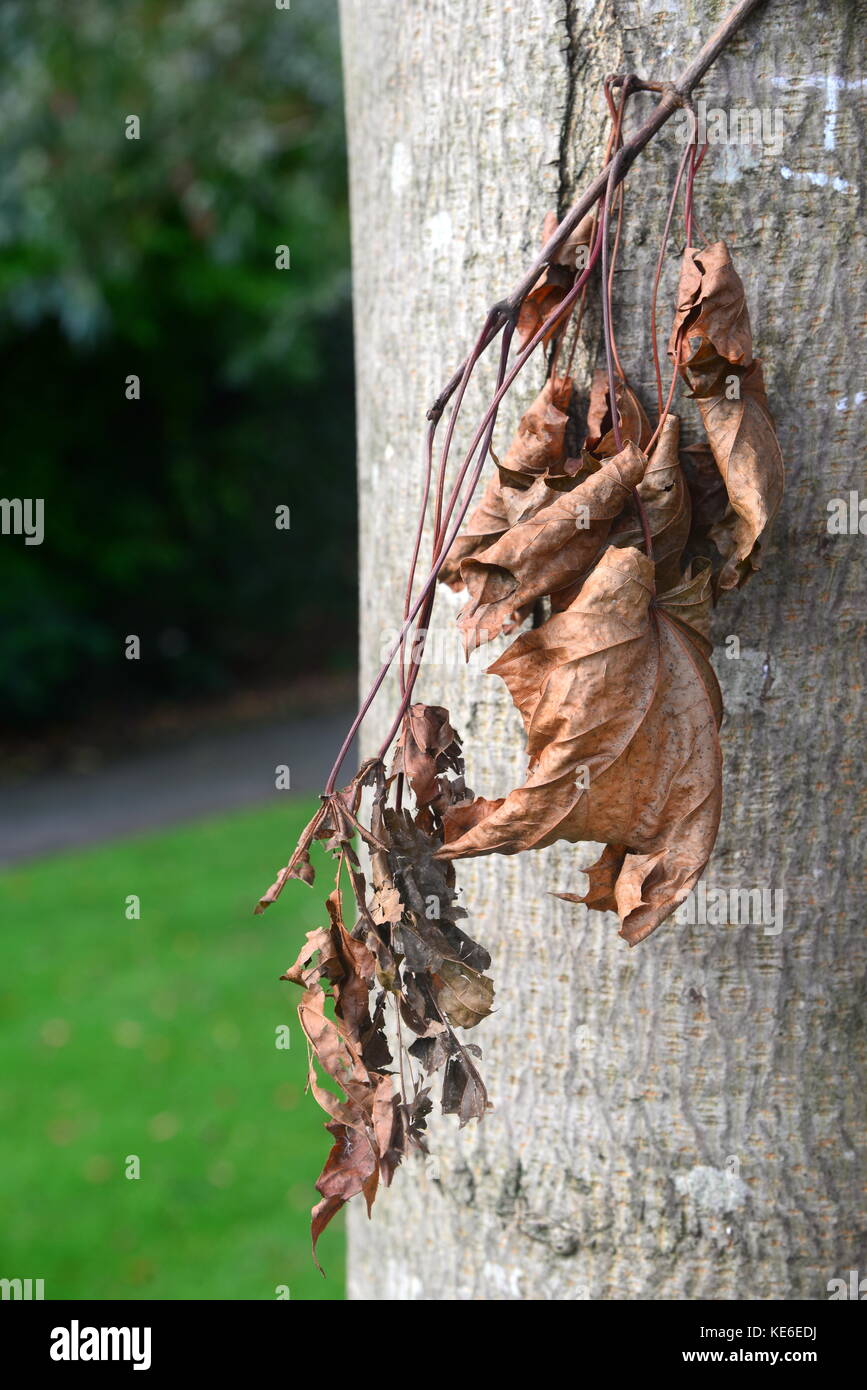 Autumns leaves hi-res stock photography and images - Alamy