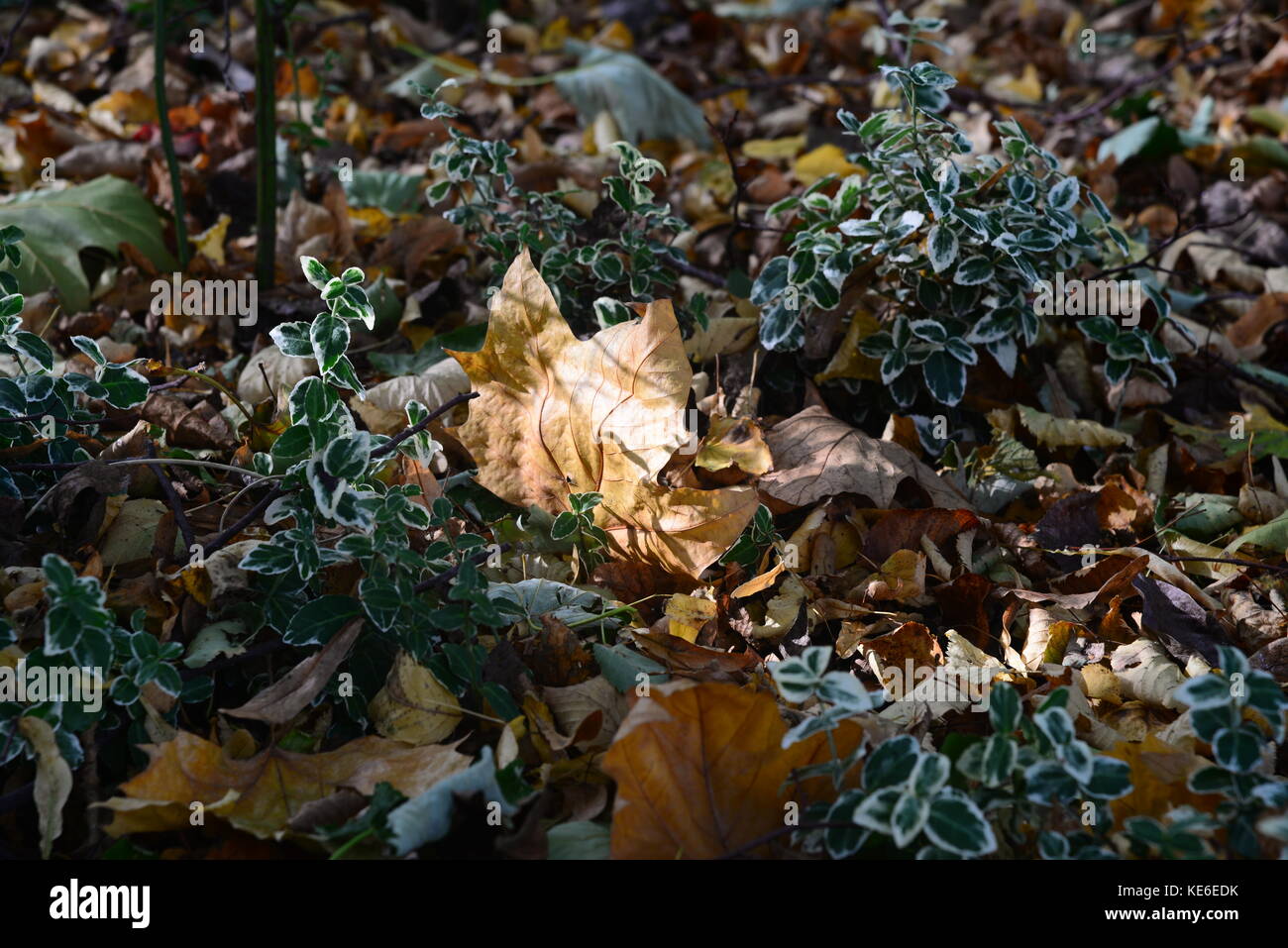 Autumns leaves hi-res stock photography and images - Alamy