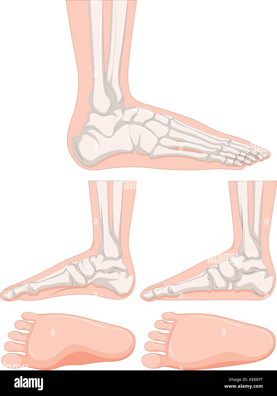 Set of human foot bone illustration Stock Vector Image & Art - Alamy