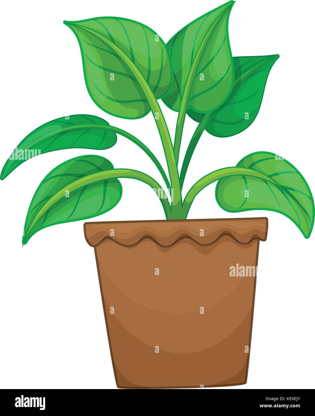 Green fern in pot Stock Vector Images - Alamy