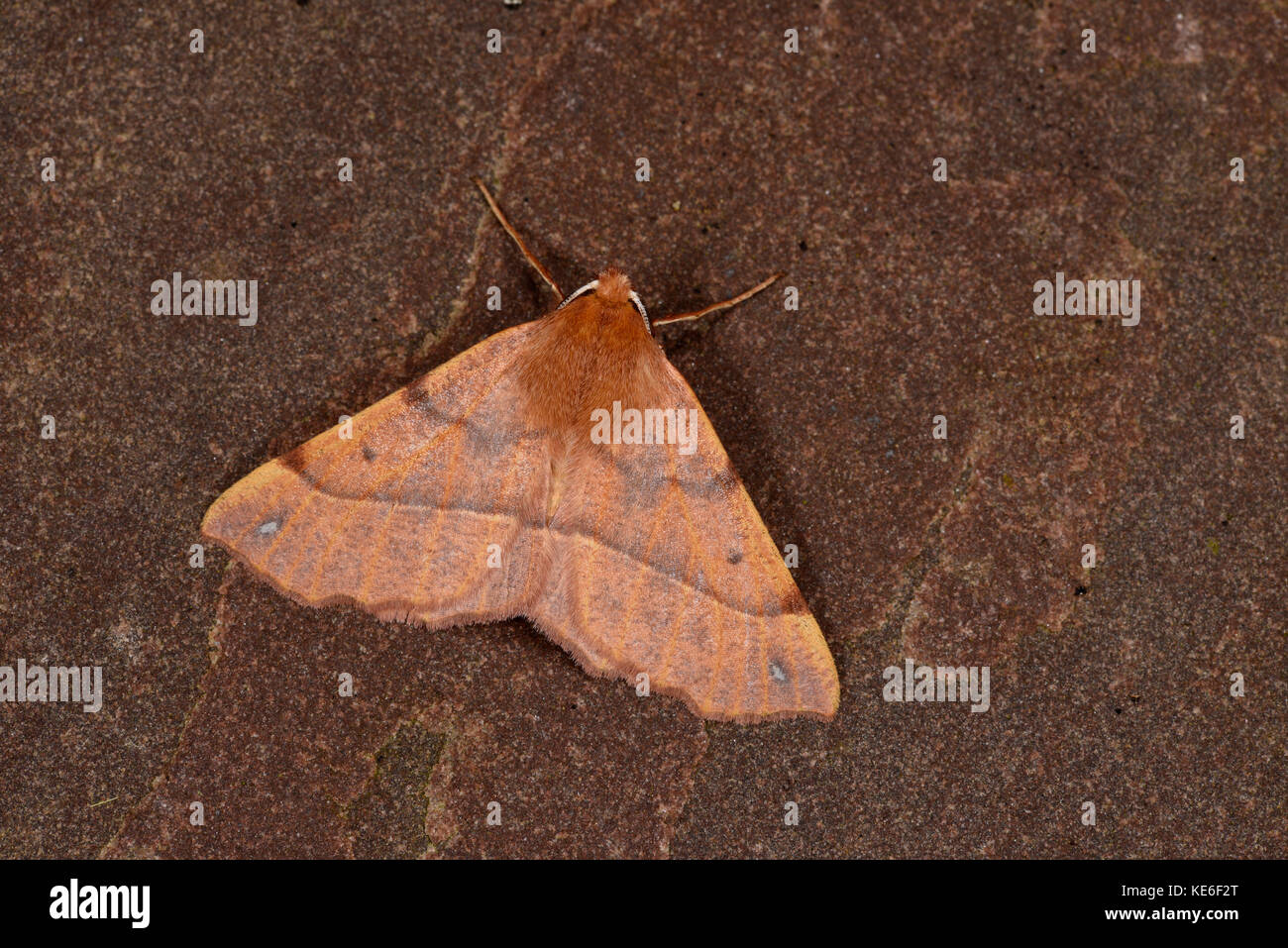 Feathered Thorn Moth (Colotois pennaria) adult at rest on stone ...