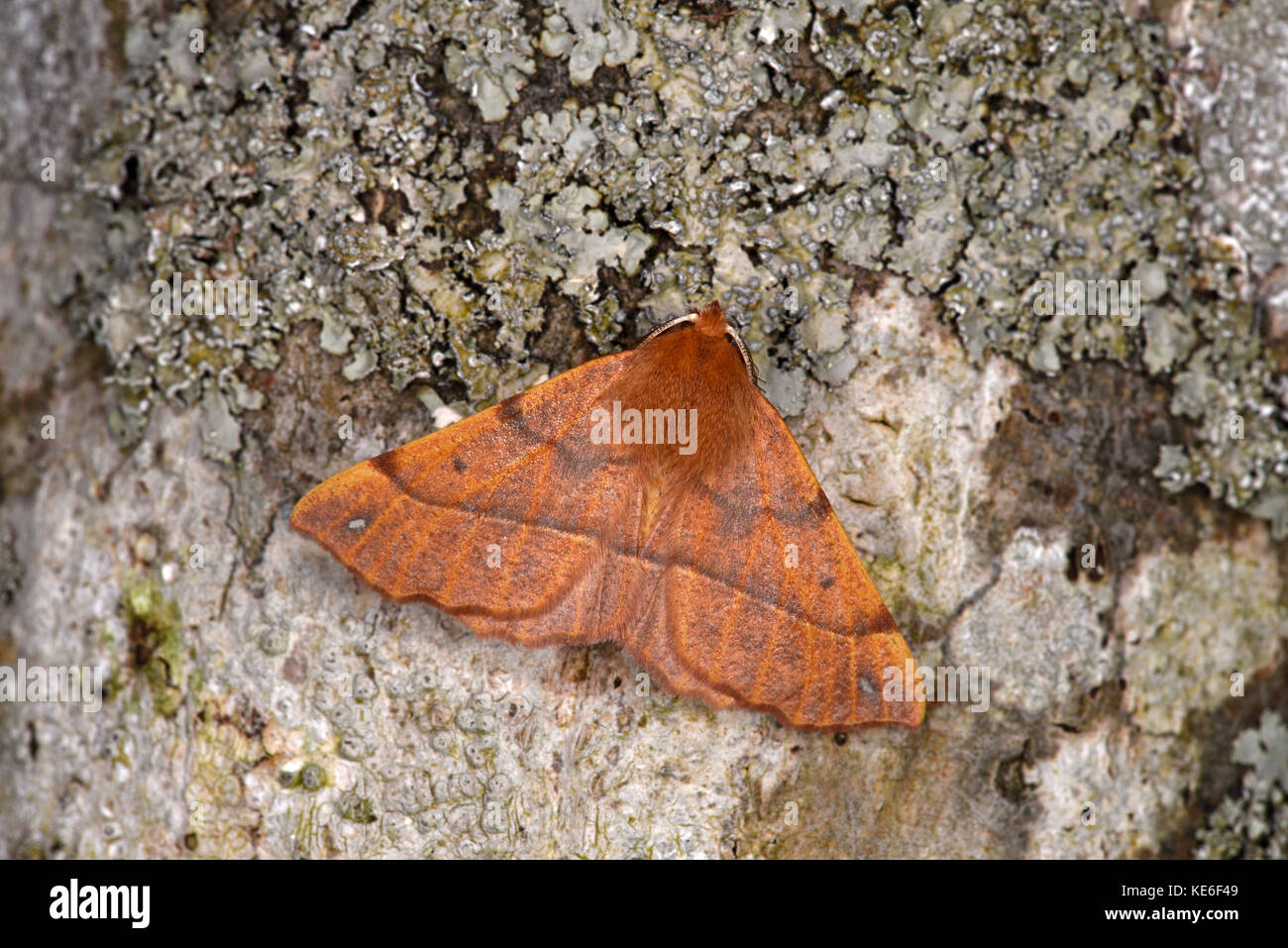 Feathered Thorn Moth (Colotois pennaria) adult at rest on tree trunk ...