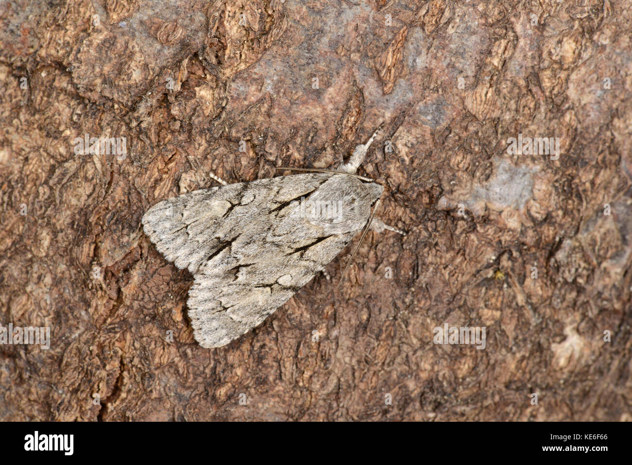Grey Dagger Moth Stock Photos & Grey Dagger Moth Stock Images - Alamy