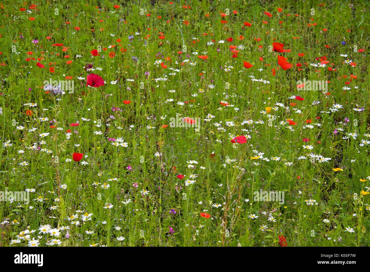 English wildflower meadow hi-res stock photography and images - Alamy