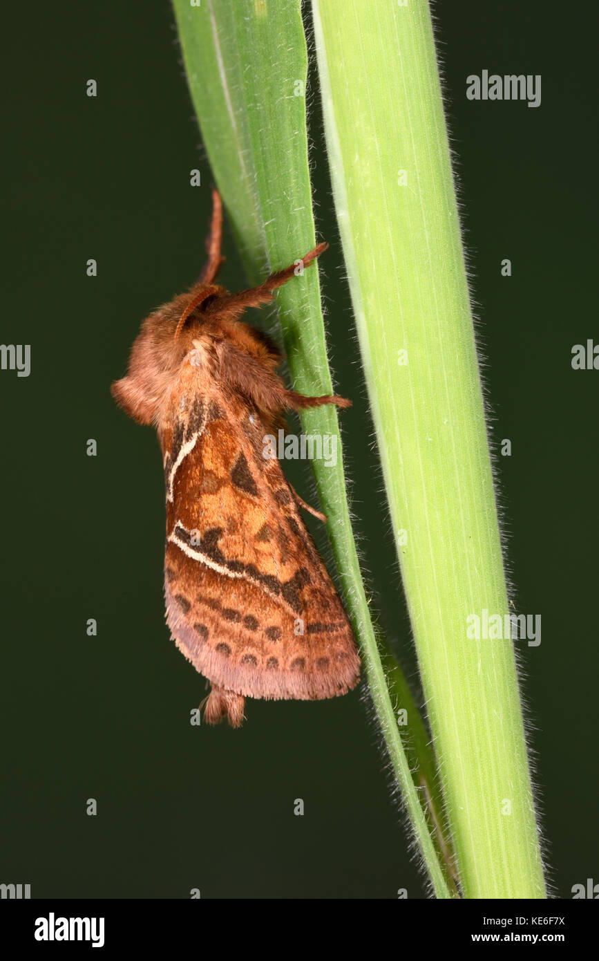 Swift moth hi-res stock photography and images - Alamy