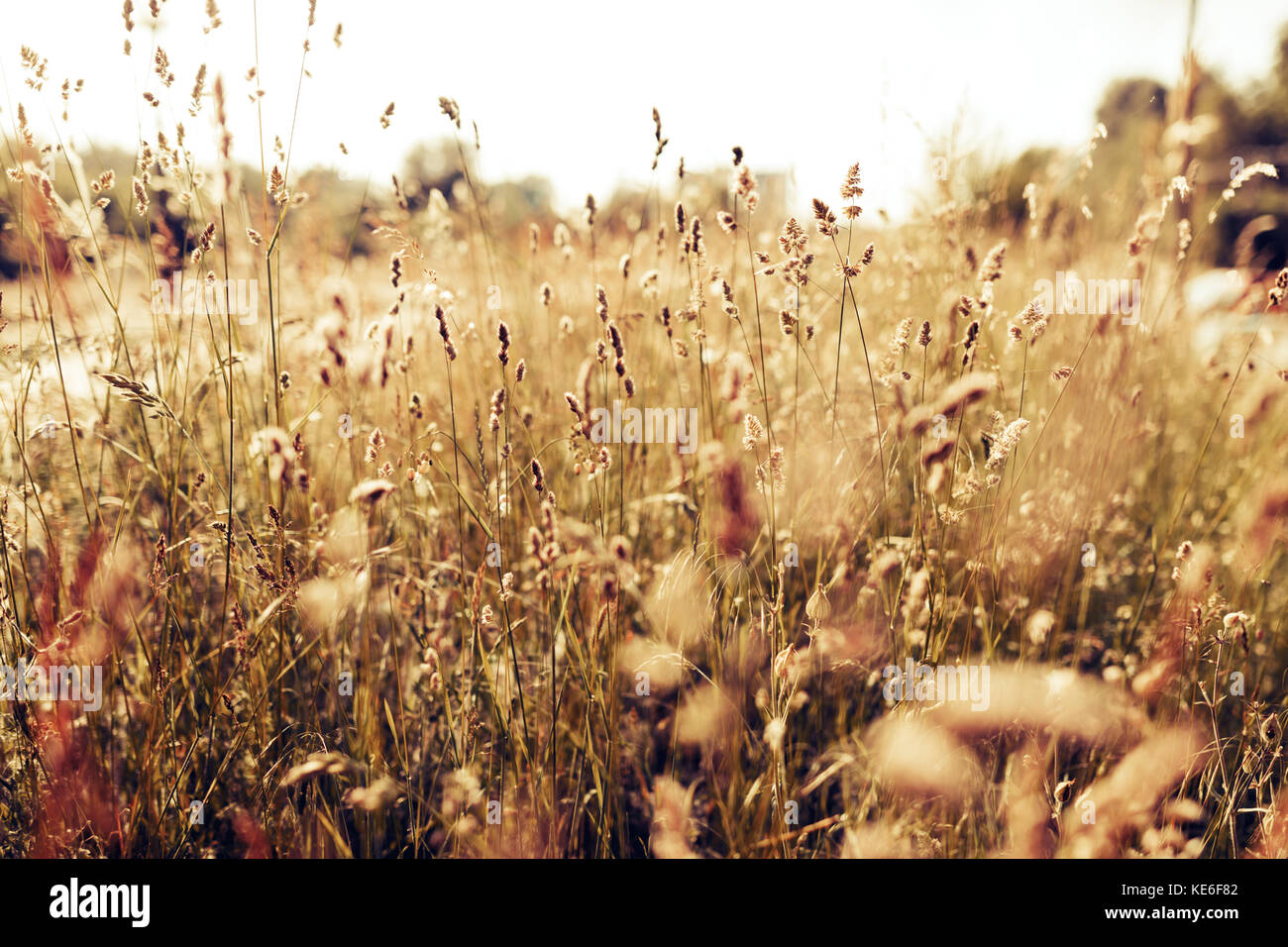 Portrait of beautiful green meadow on sunlight Stock Photo - Alamy