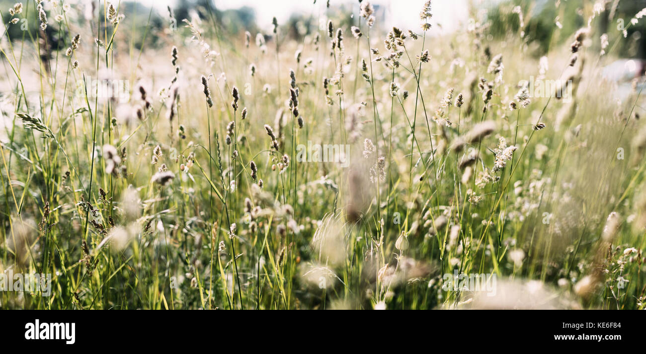 Portrait of beautiful green meadow on sunlight Stock Photo - Alamy