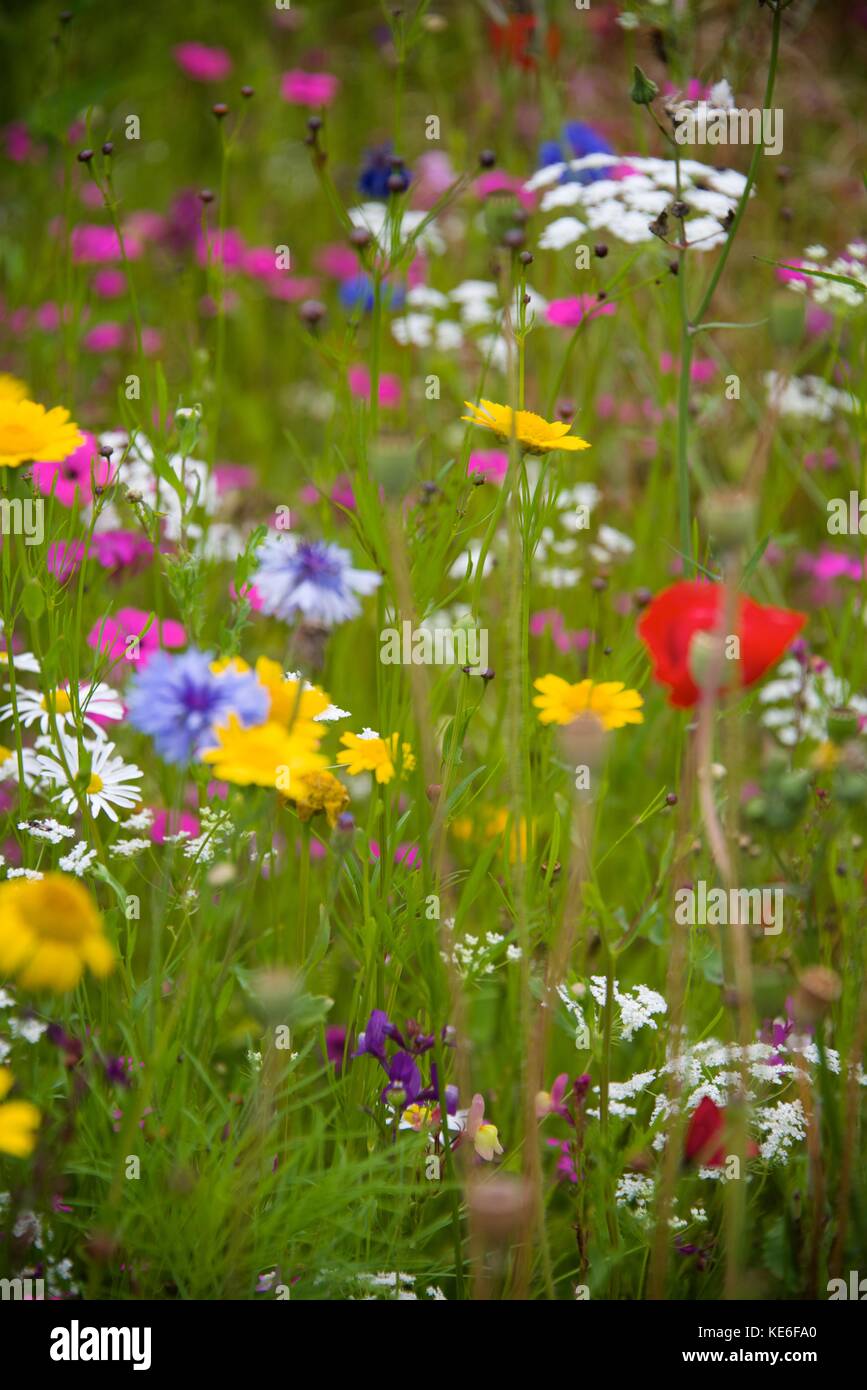 English wildflower meadow hi-res stock photography and images - Alamy