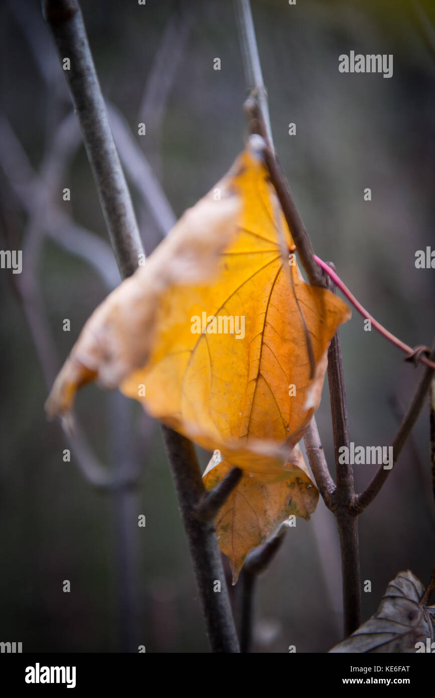 Autumnal dead leaf Stock Photo - Alamy