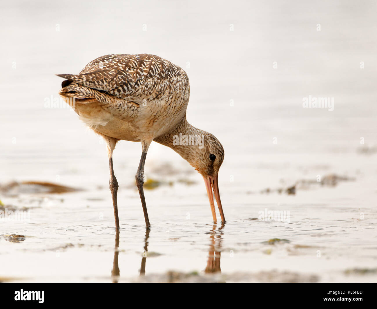 Marbled Godwit at Waters Edge Stock Photo - Alamy