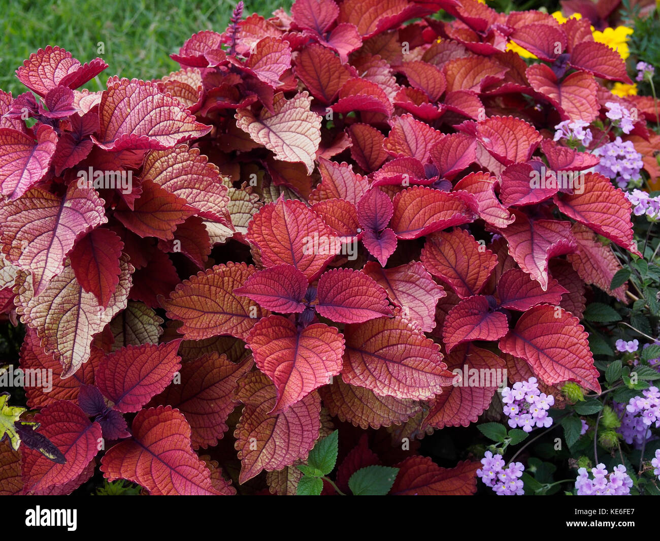 Redhead coleus hi-res stock photography and images - Alamy