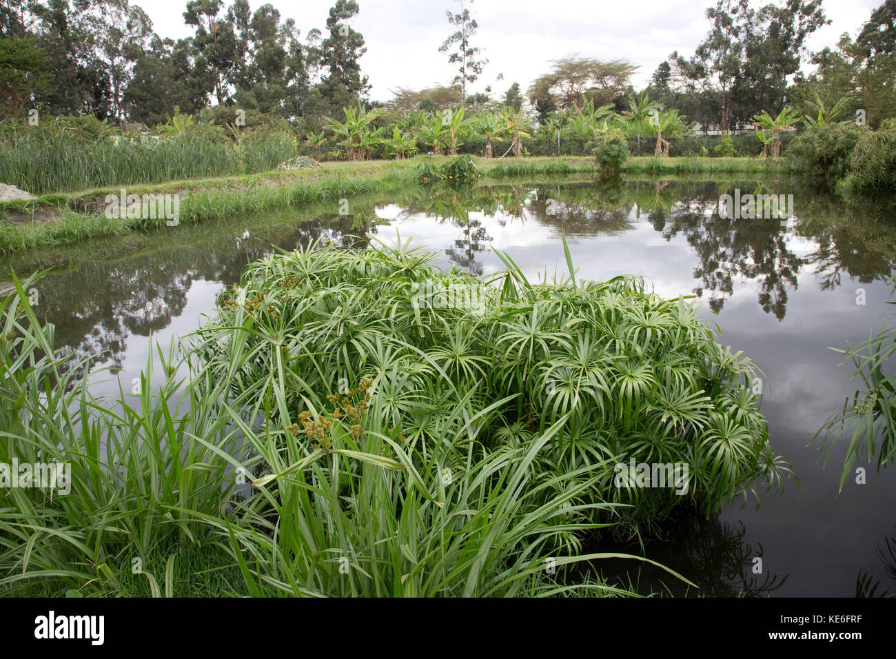 Artificial Wetland High Resolution Stock Photography and Images - Alamy