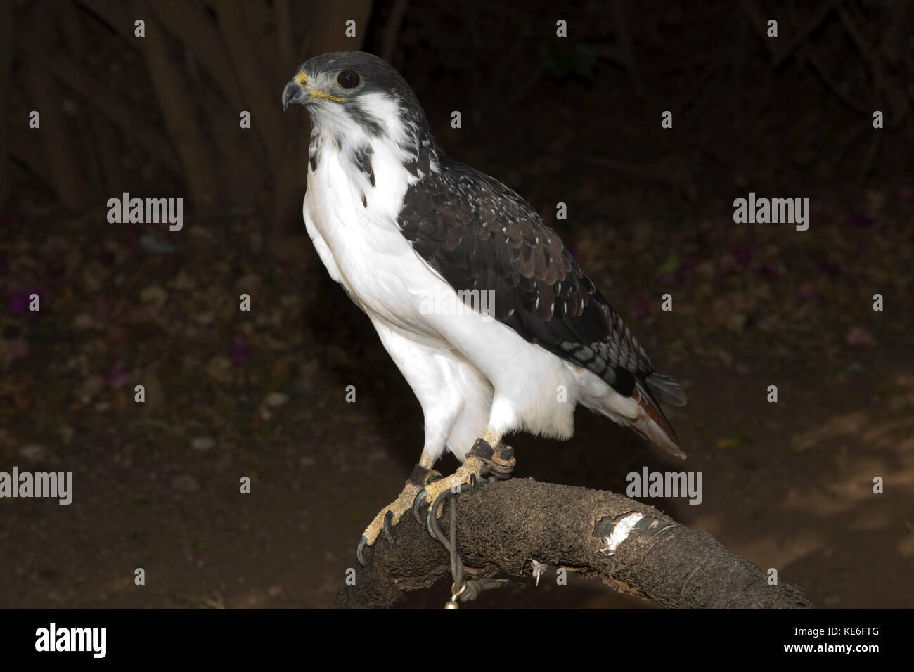 Accipiter tachiro hi-res stock photography and images - Alamy