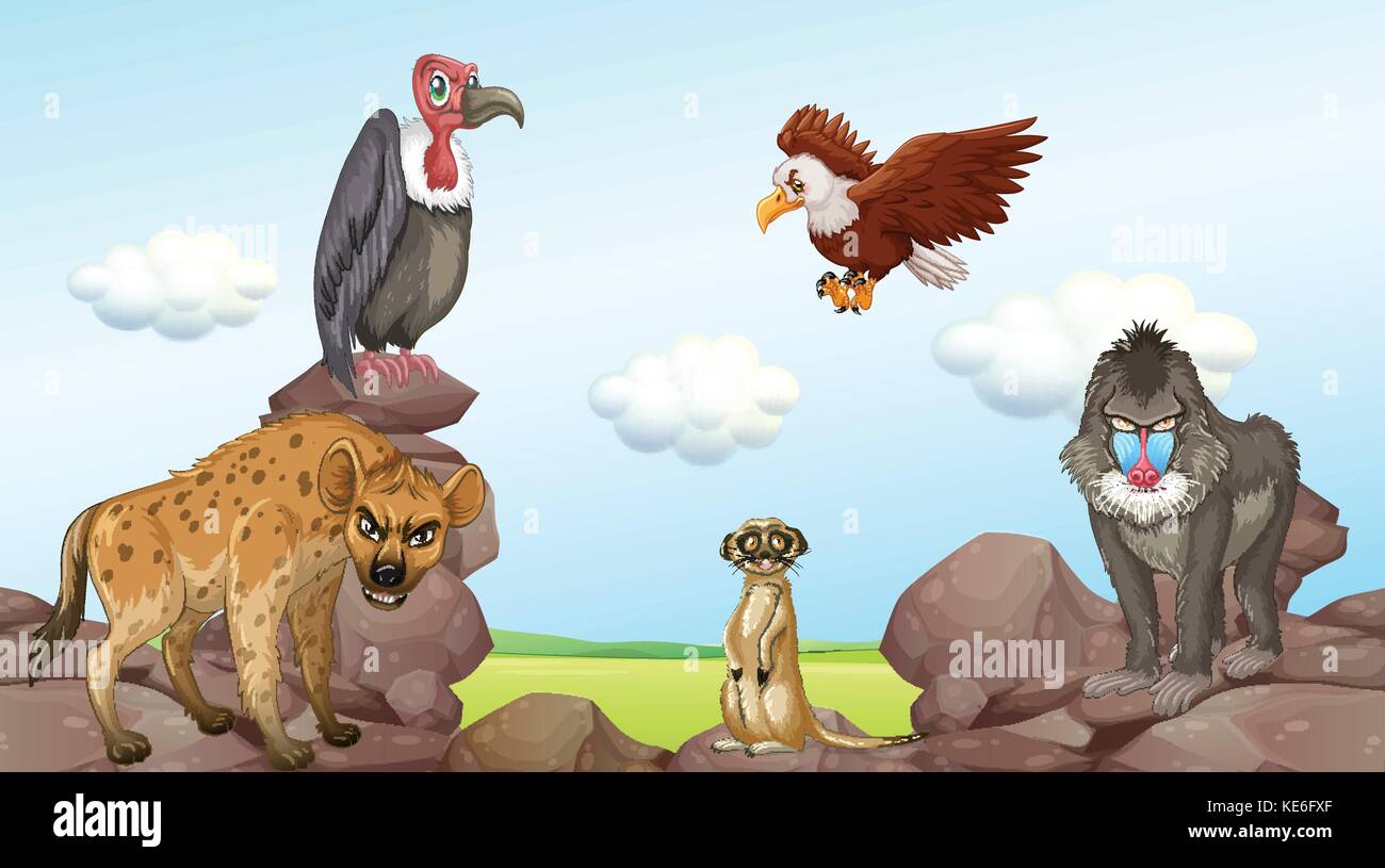 Wild animals standing on rocks illustration Stock Vector Image & Art ...