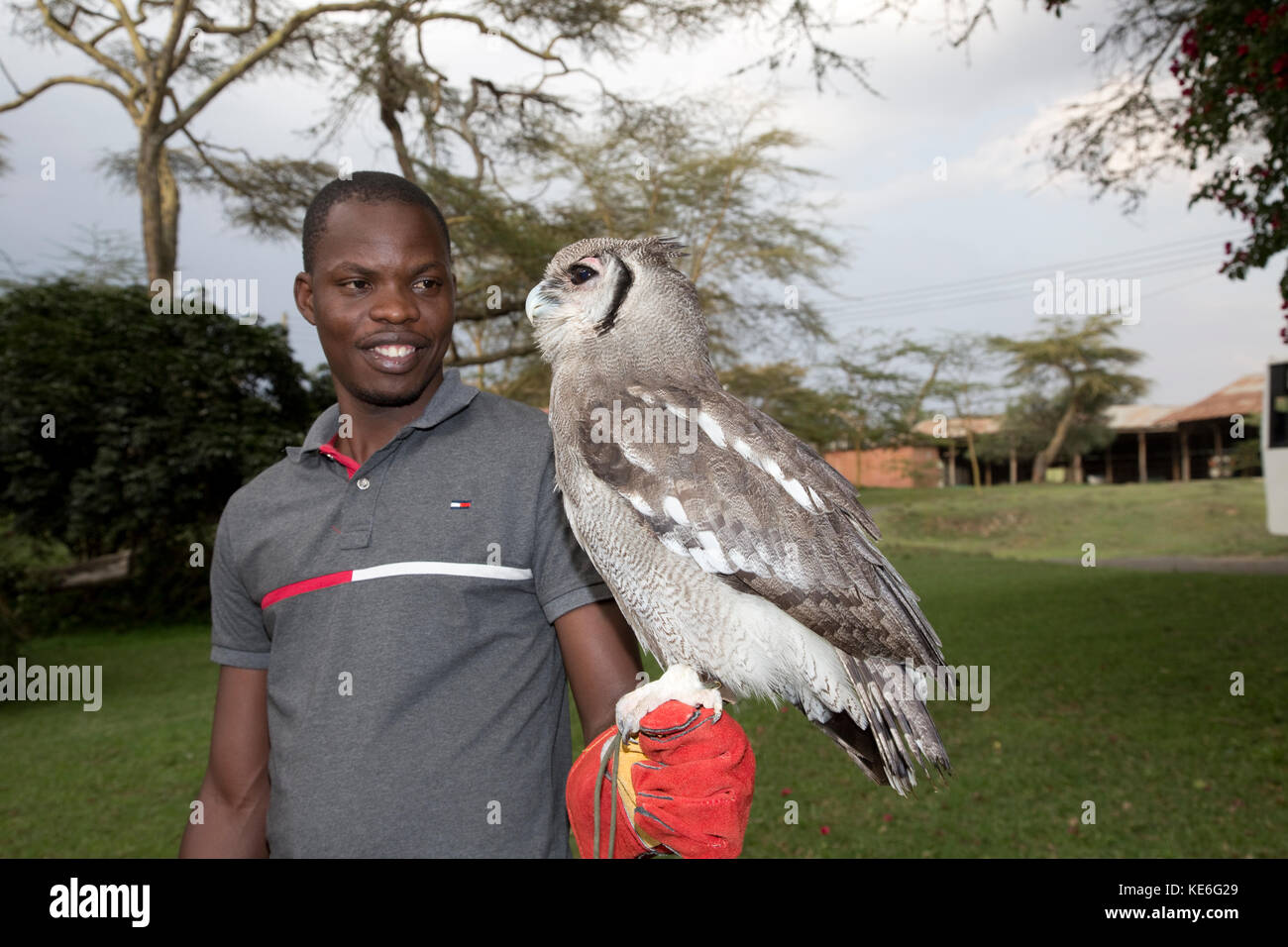 African man with Verreaux's Eagle owl Bubo lacteus sitting on arm Owl ...
