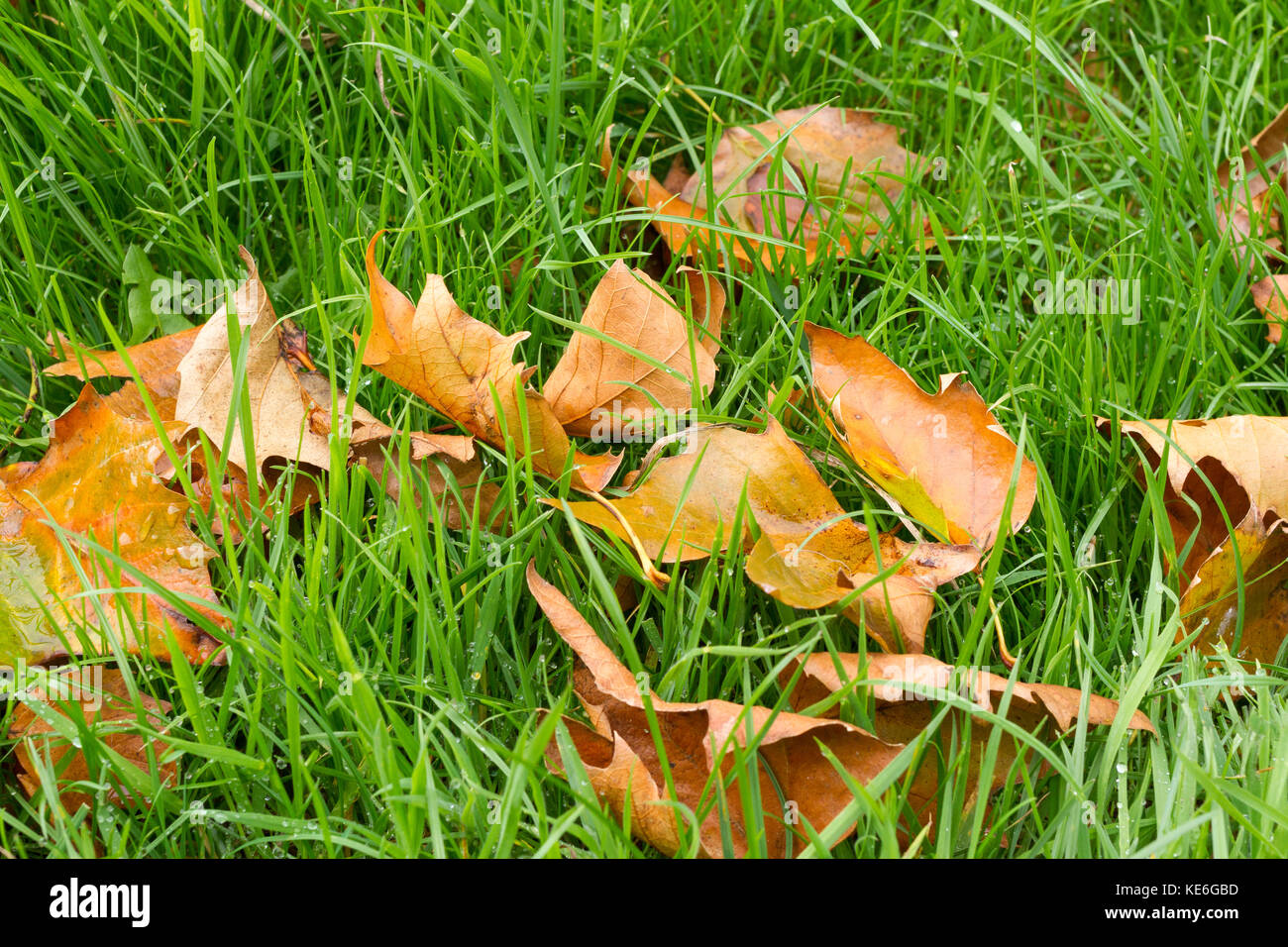 Wet autumn leaves fallen onto grass Stock Photo - Alamy