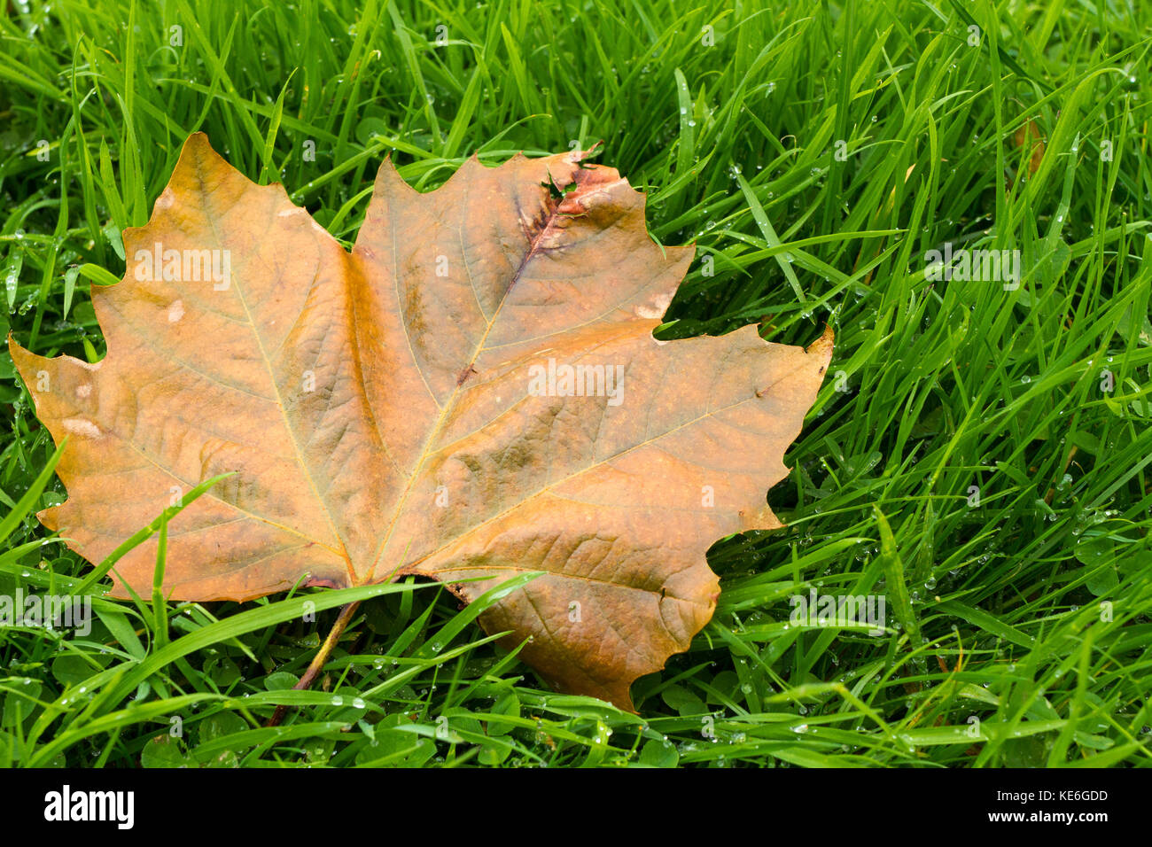 Sycamore leaf fallen from a tree on wet grass in autumn, Dorset, UK ...
