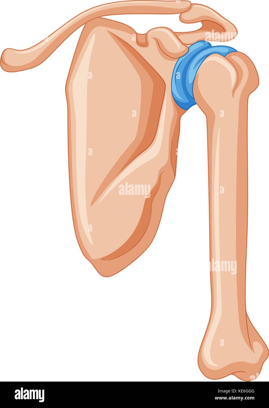 Diagram showing shoulder bone illustration Stock Vector Image & Art - Alamy