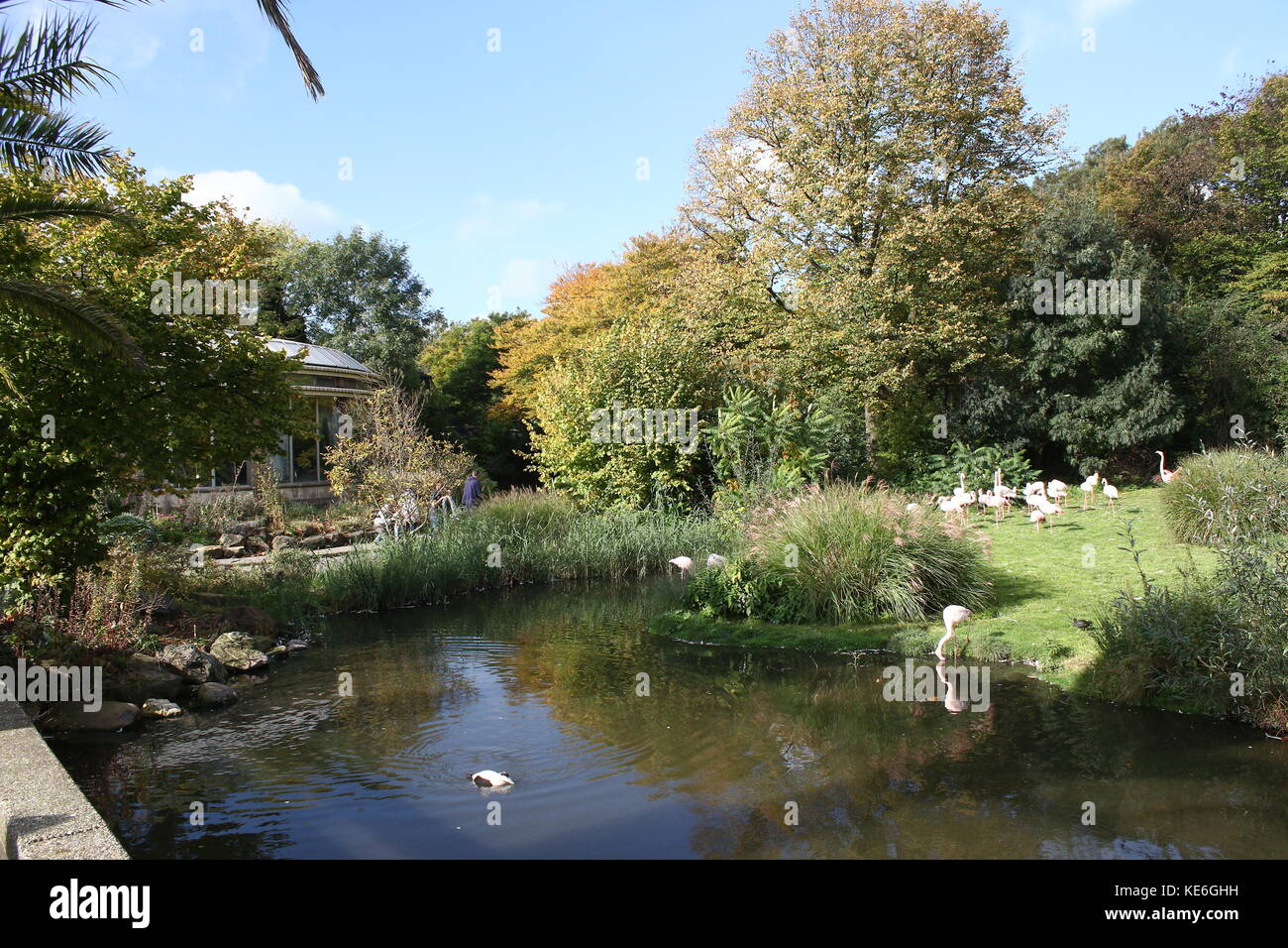 Flamingo and waterfowl enclosure at Rotterdam Blijdorp zoo, The ...