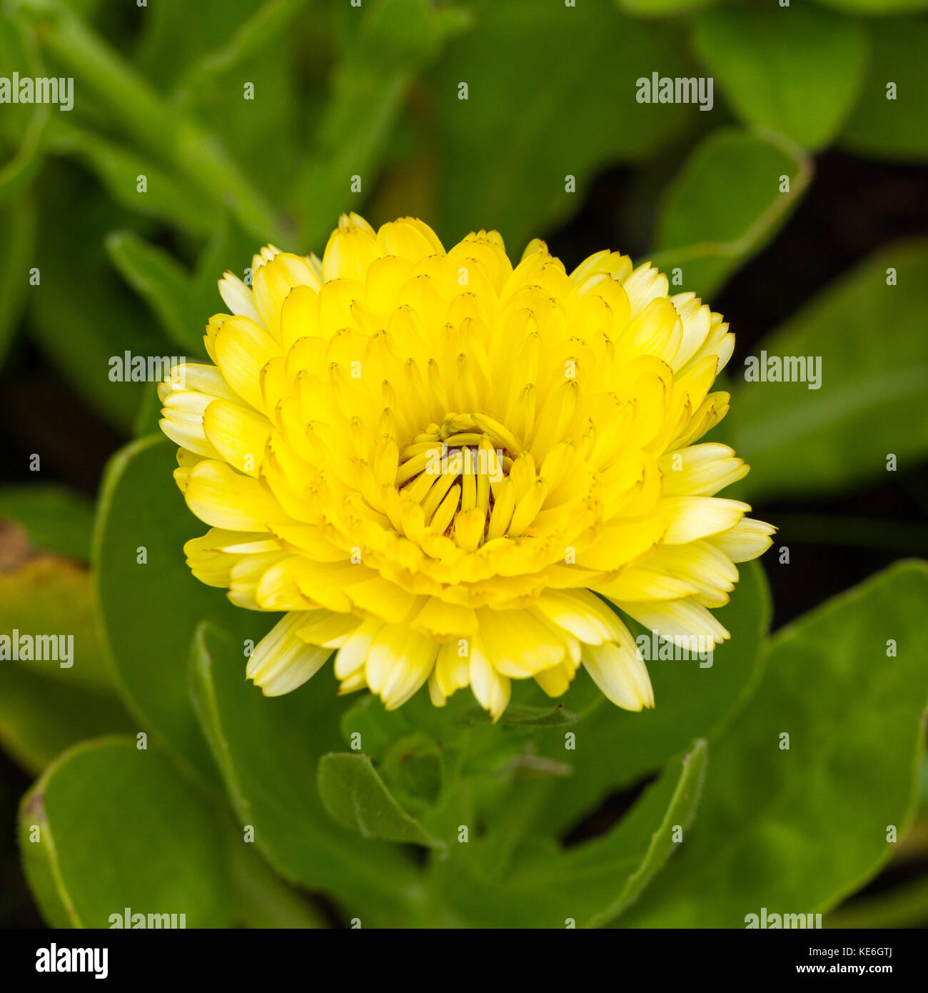 Yellow pot marigold calendula officinalis flower, blooming in summer ...