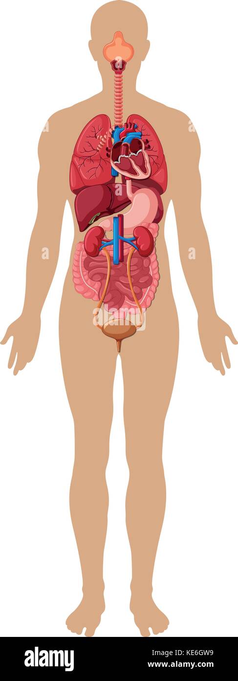 Human Body Organs Diagram High Resolution Stock Photography and Images ...