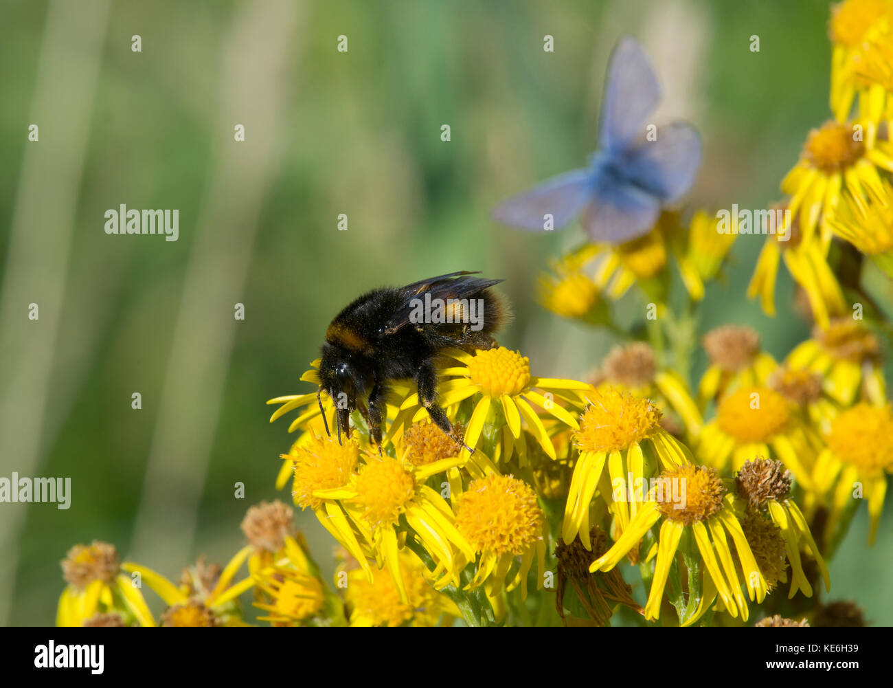 Buff-tailed Bumble Bee, bombus terrestris, on Common Ragwort, senecio ...